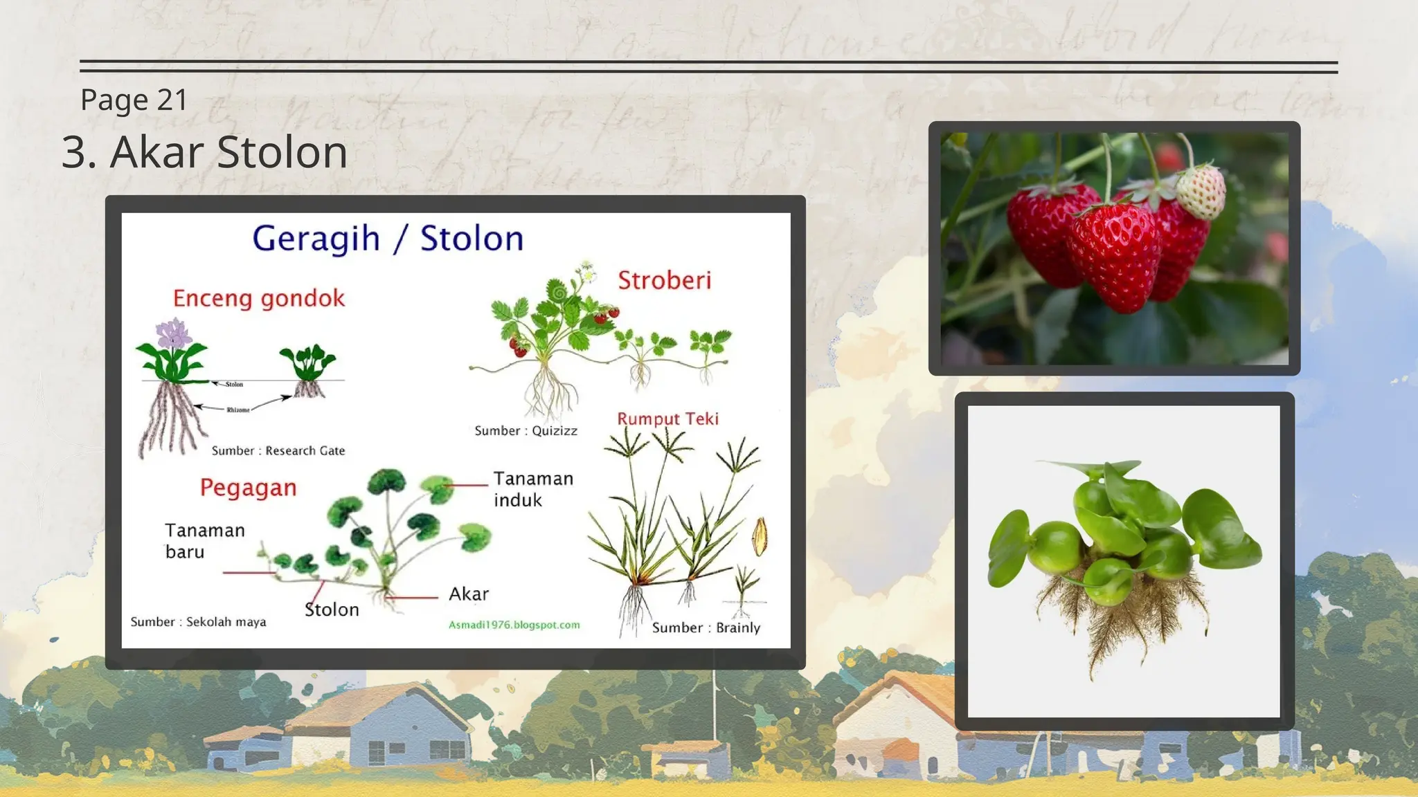 Plant Anatomy (Types of roots and their modifications) root constituent tissues | PPTX