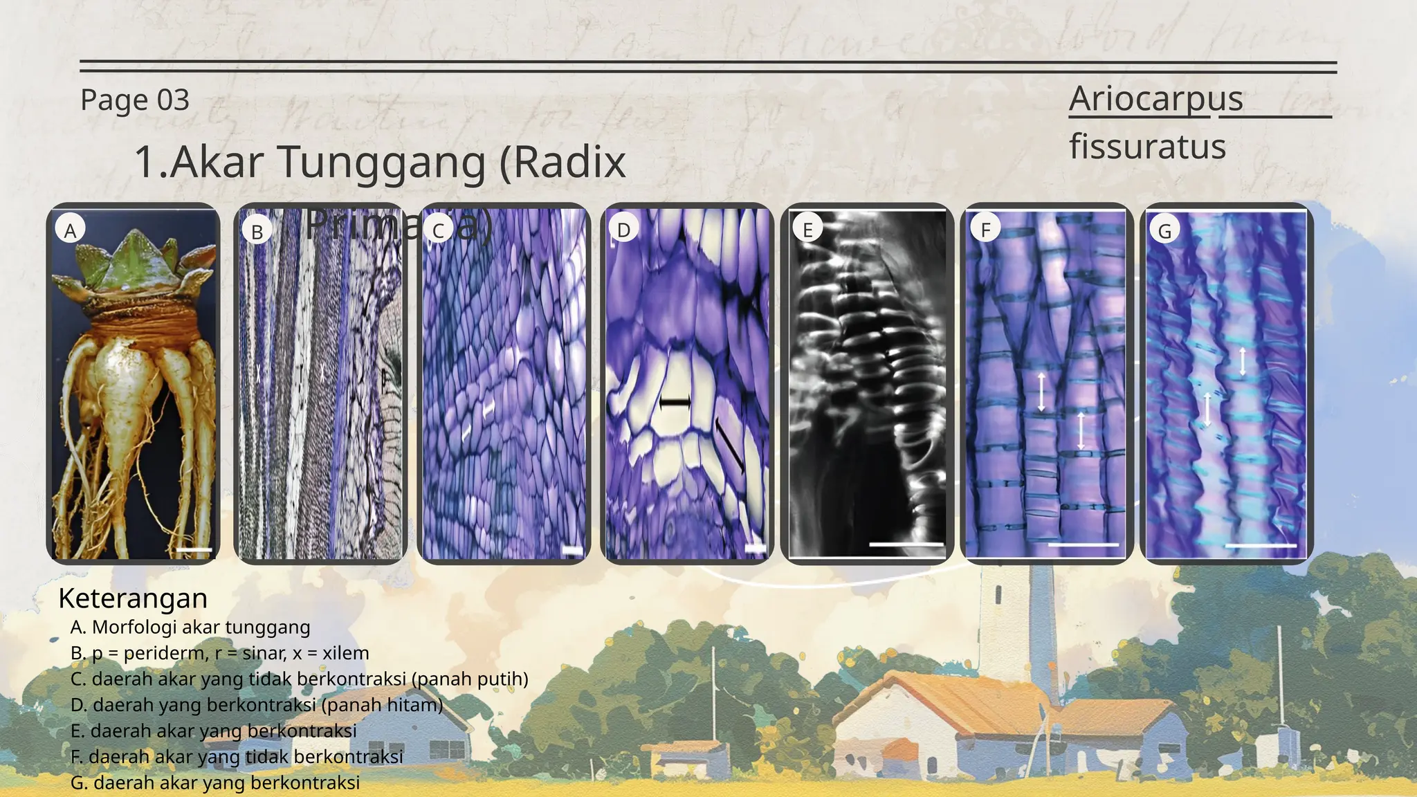 Plant Anatomy (Types of roots and their modifications) root constituent ...