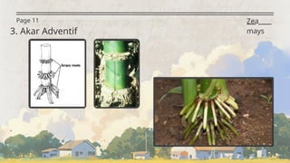 Plant Anatomy (Types of roots and their modifications) root constituent ...