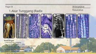 Plant Anatomy (Types of roots and their modifications) root constituent ...
