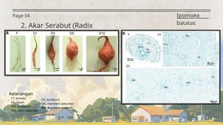 Plant Anatomy (Types of roots and their modifications) root constituent ...