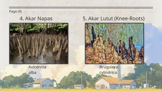 Plant Anatomy (Types of roots and their modifications) root constituent ...