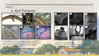Plant Anatomy (Types of roots and their modifications) root constituent ...