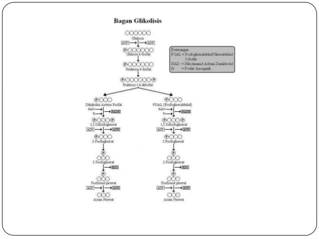patofisiologi anemia defisiensi besi