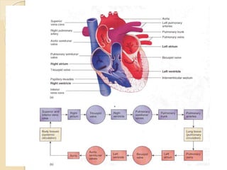 TUGAS ANFIS MATERI 1. SISTEM KARDIOVASKULER.pptx
