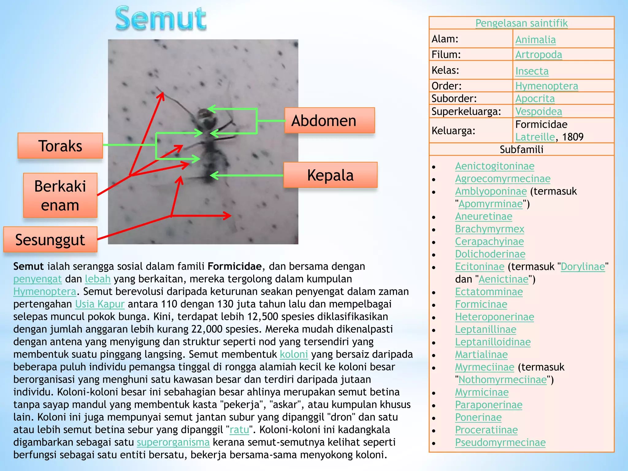 Tugasan kumpulan mengenai sifat fizikal serangga | PPTX