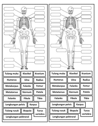 Tulang Manusia | PDF