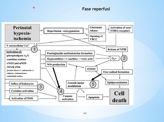 TUGAS BACA HIE FIX. ppt pptx ppt hypoxic | PPT