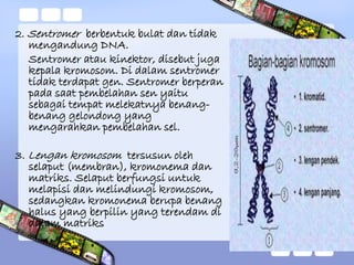 Kromosom Dan Gen | PPTX