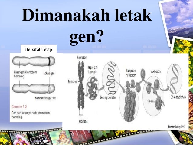 Kromosom Dan Gen