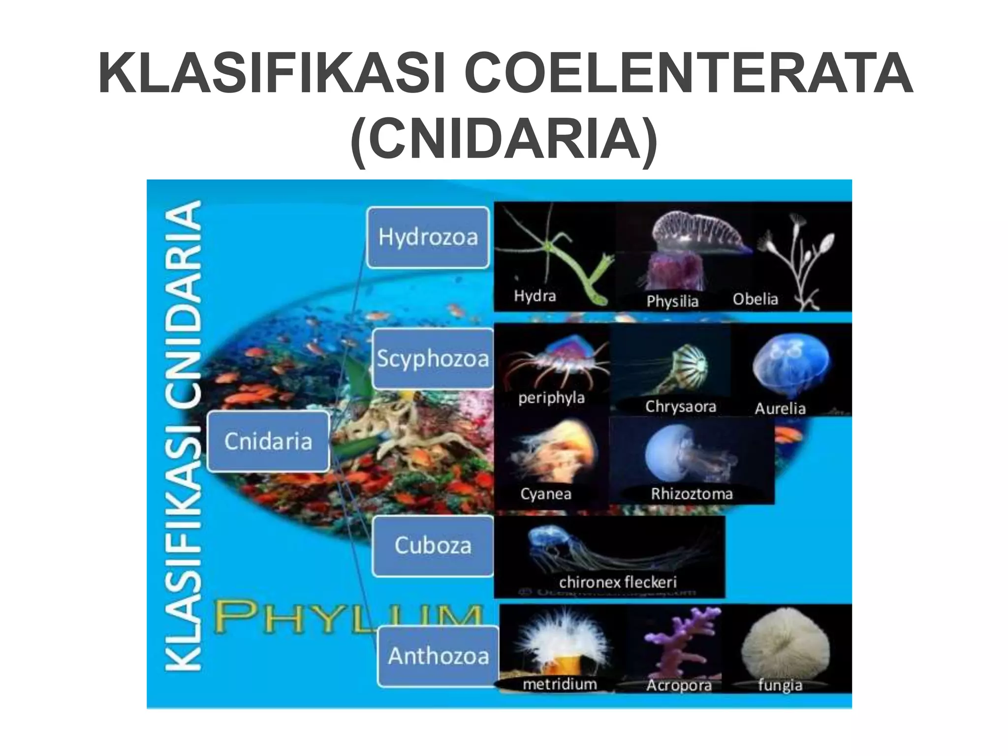 coelenterata (cnidaria) shintt's | PPT