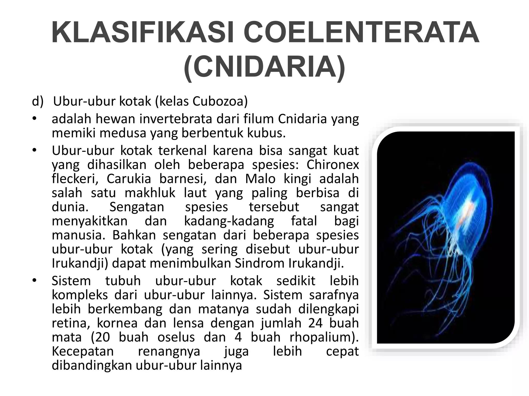 coelenterata (cnidaria) shintt's | PPTX