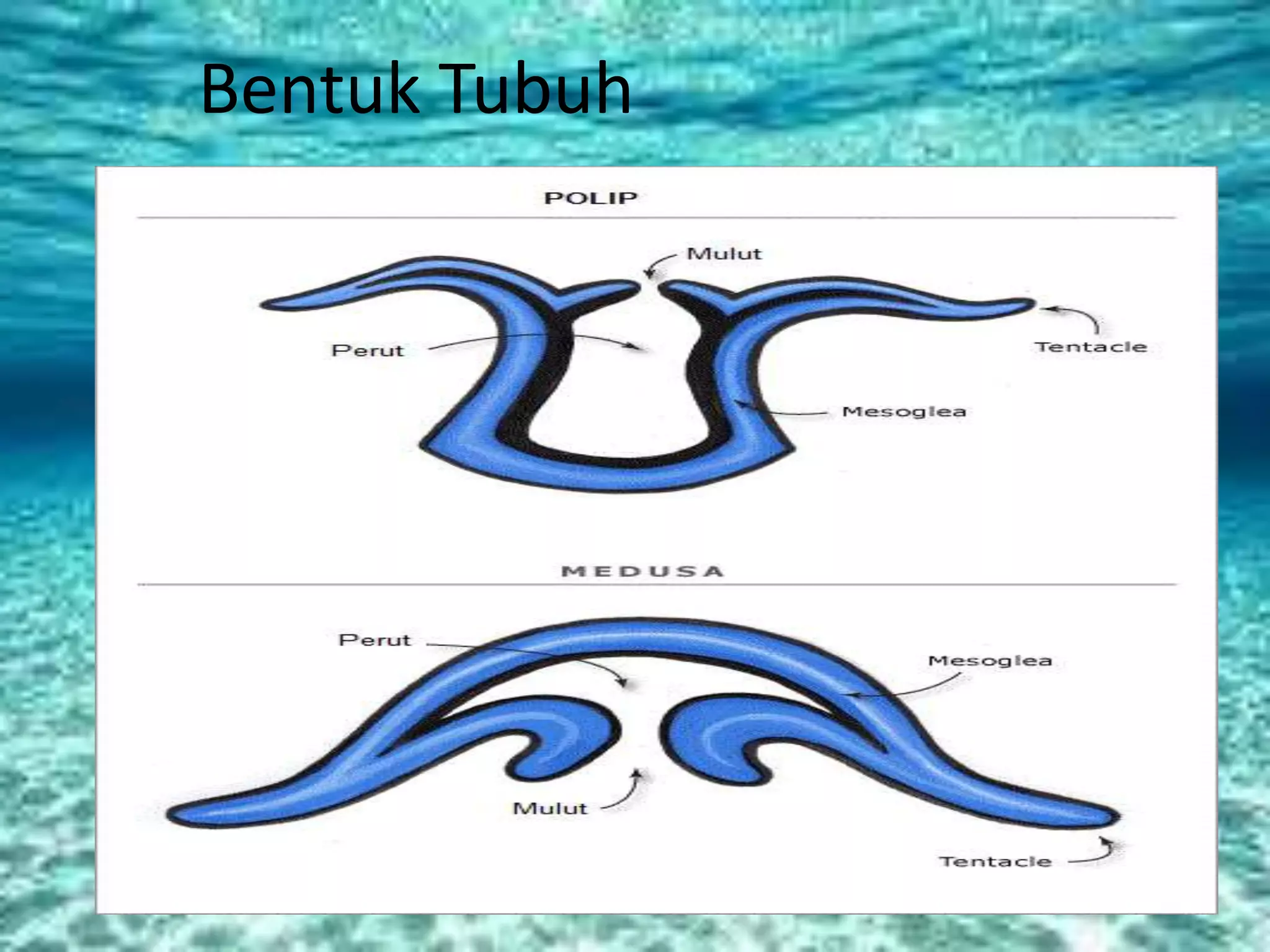 coelenterata (cnidaria) shintt's | PPTX