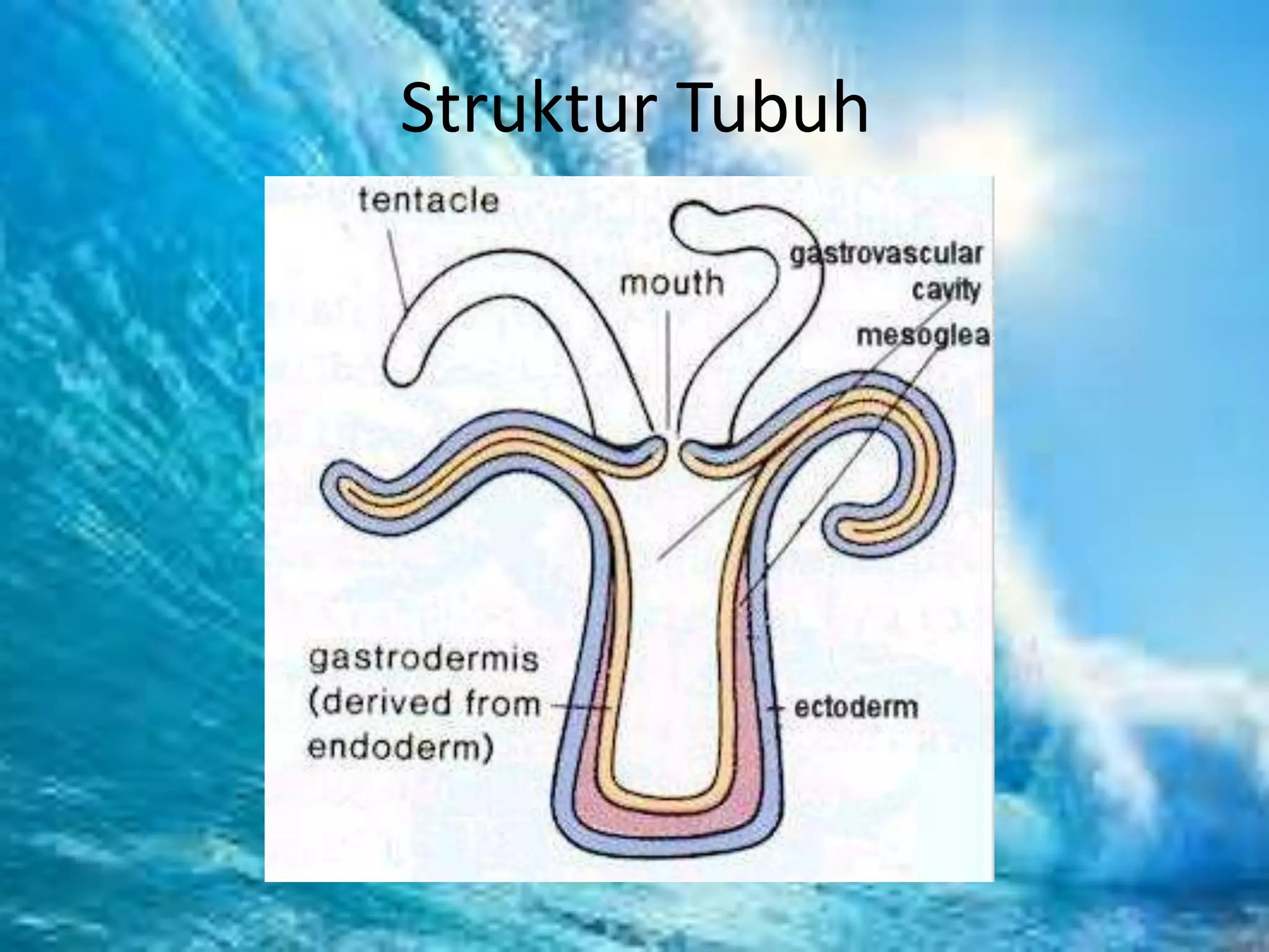 coelenterata (cnidaria) shintt's | PPTX