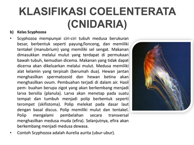 coelenterata (cnidaria) shintt's | PPT