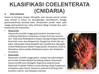 coelenterata (cnidaria) shintt's | PPTX