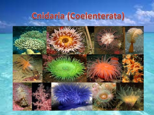 coelenterata (cnidaria) shintt's | PPT