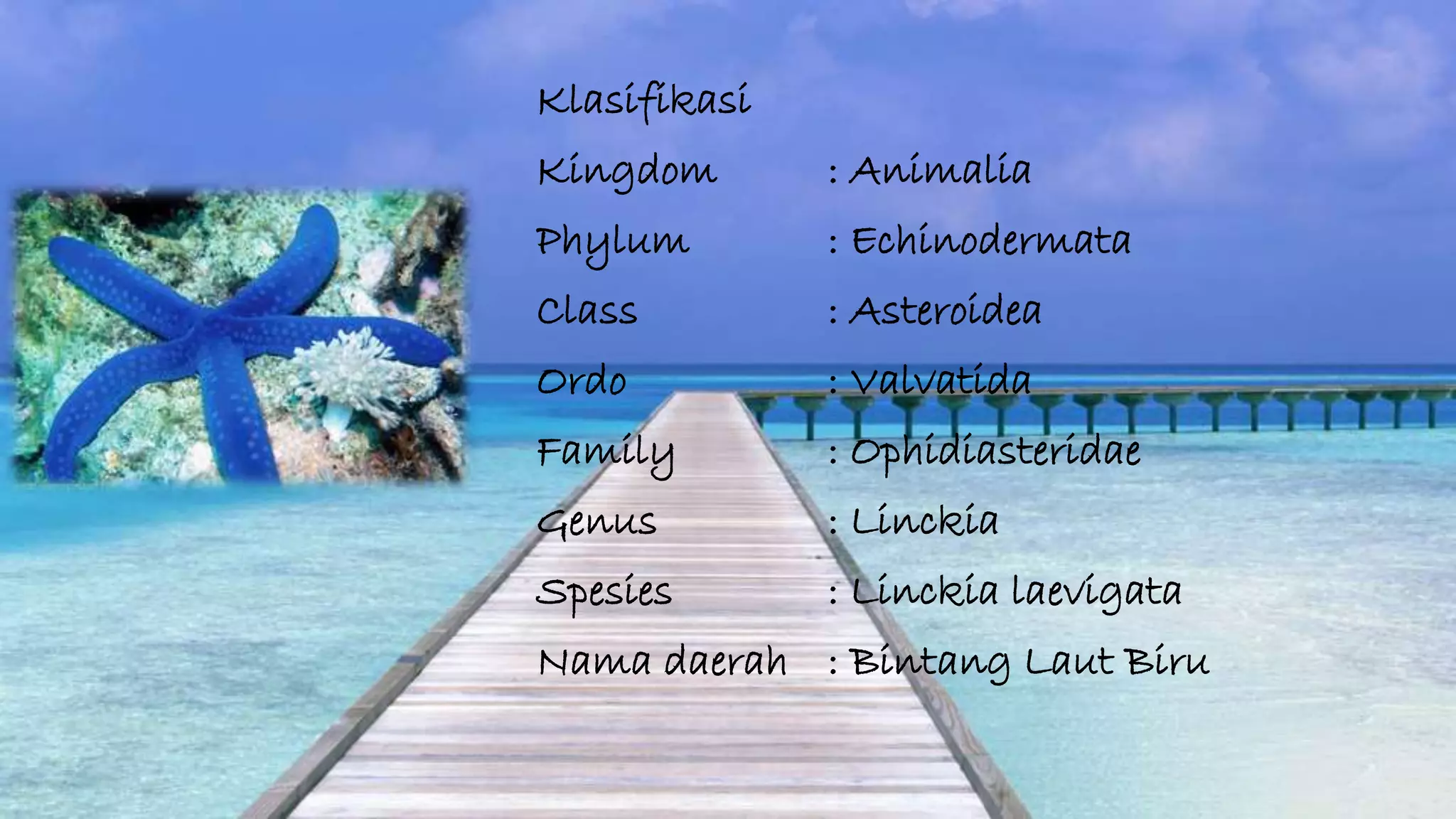 Tugas biologi(animalia) filum echinodermata | PPTX