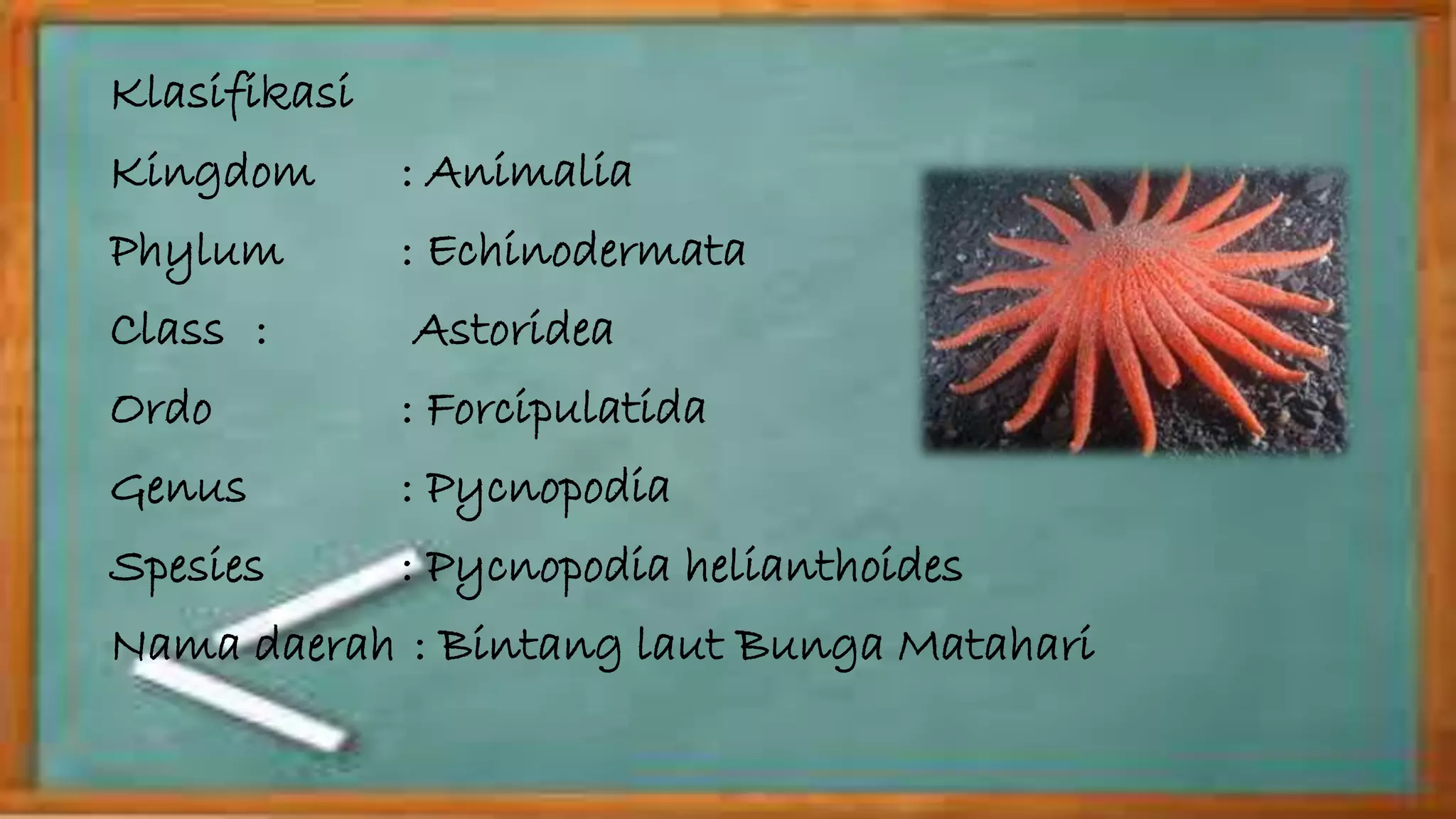 Tugas biologi(animalia) filum echinodermata | PPTX