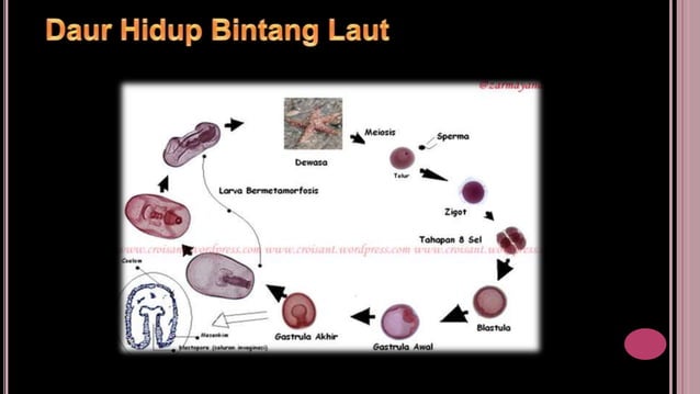 Tugas biologi(animalia) filum echinodermata | PPT