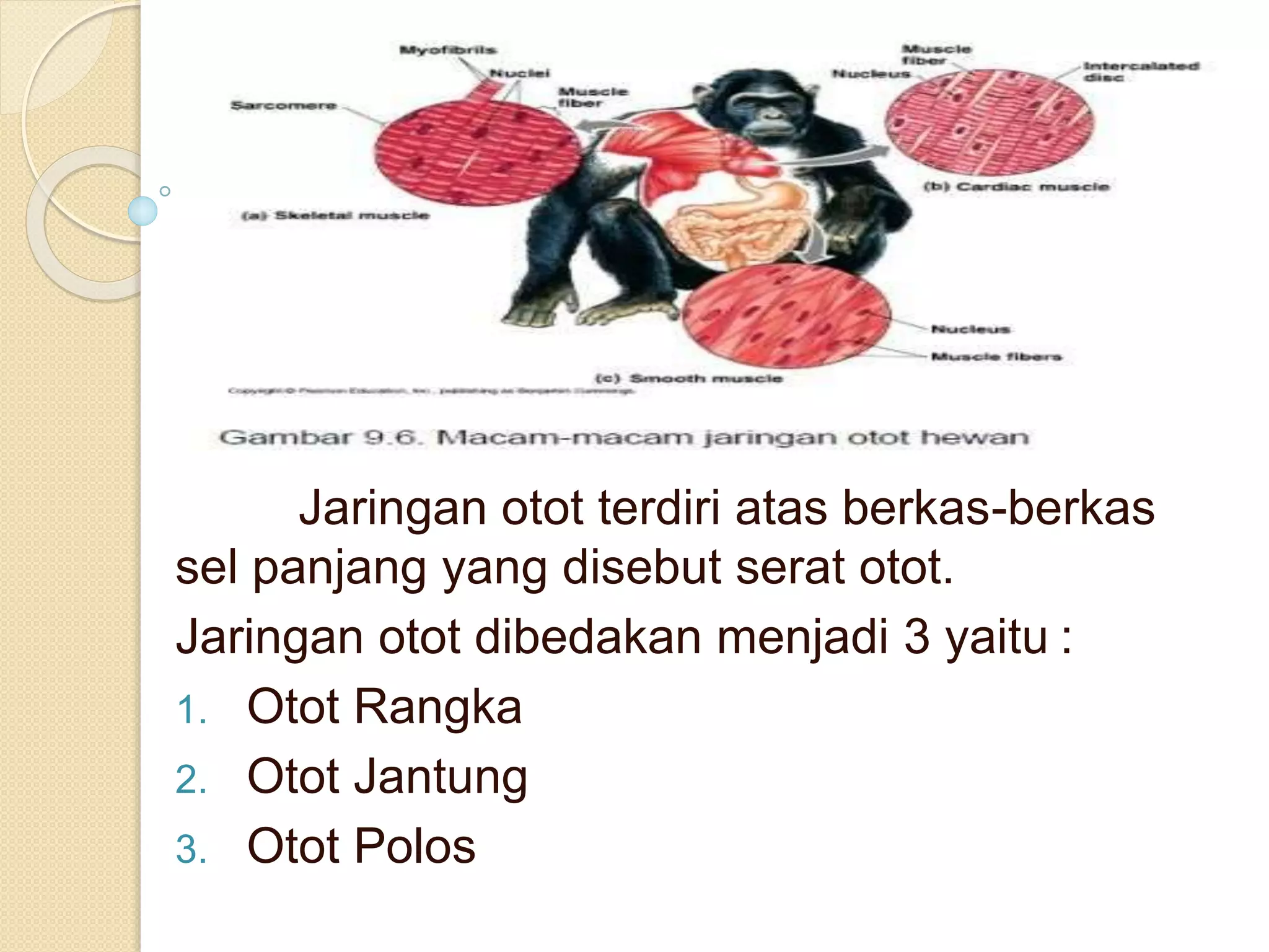 SMA XI IPA JARINGAN OTOT HEWAN | PPTX