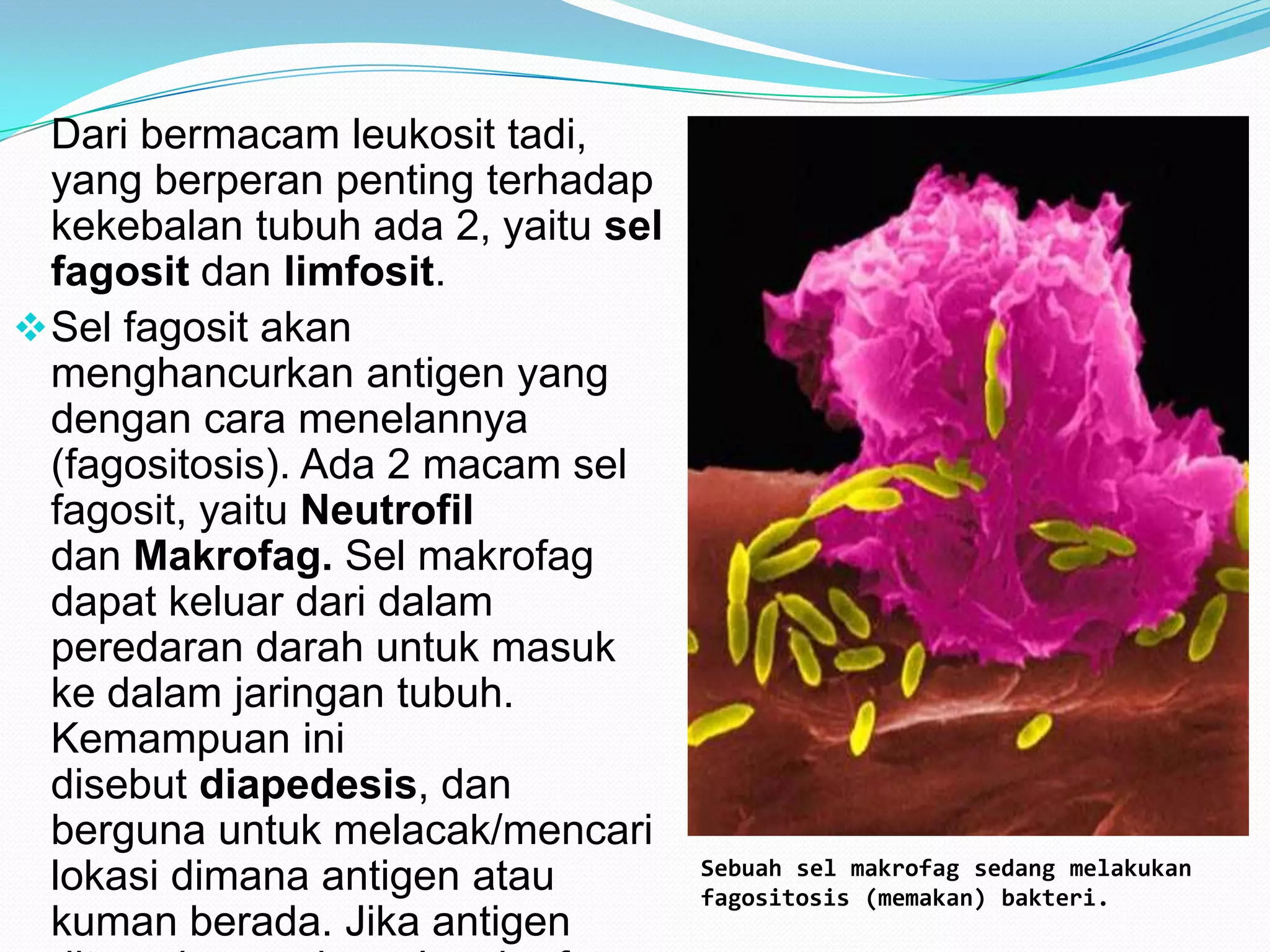 Sistem Kekebalan Tubuh Manusia | PPTX