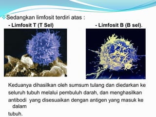 Sistem Kekebalan Tubuh Manusia | PPTX