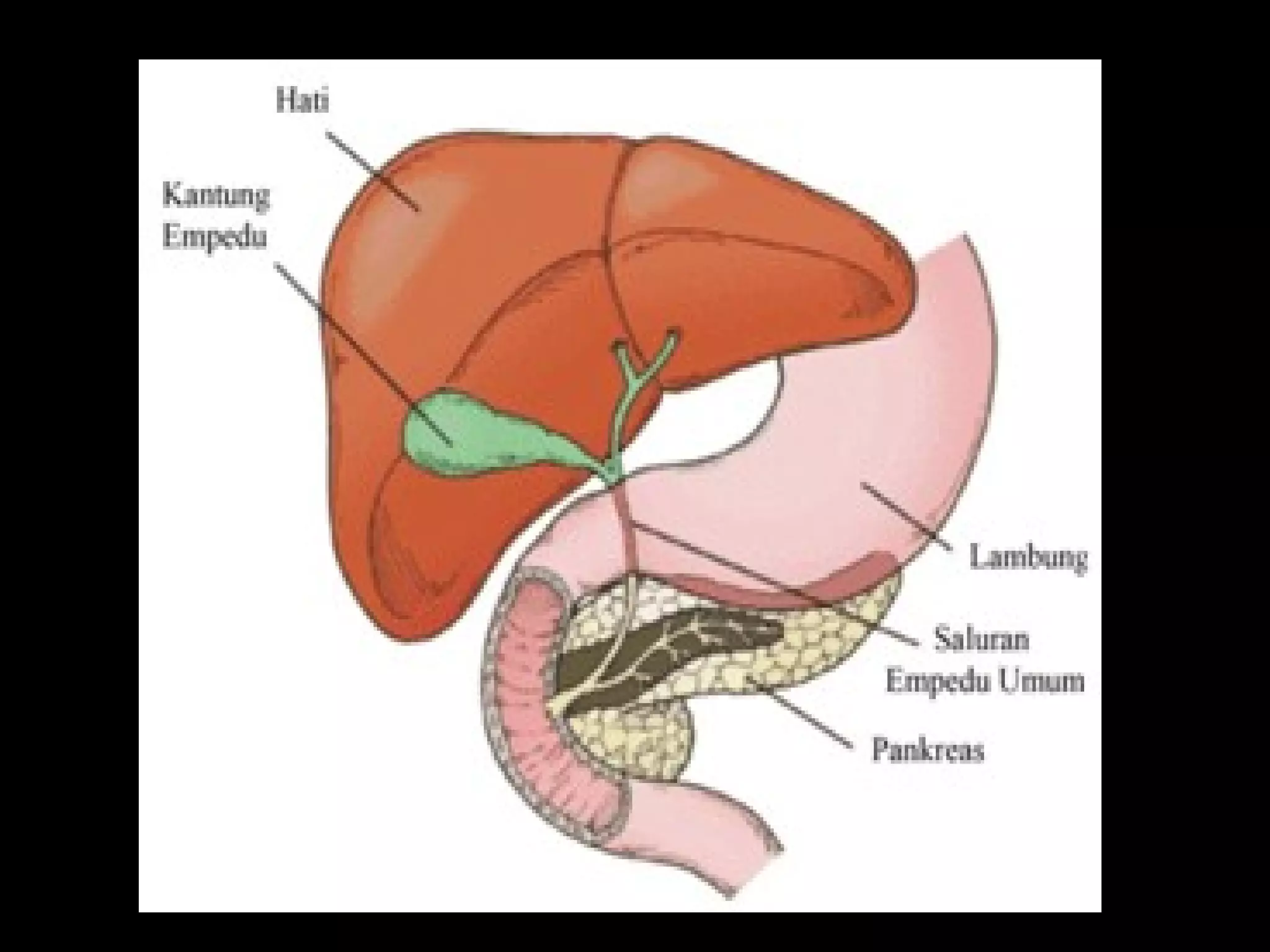 sistem pencernaan bagian usus halus | PPT
