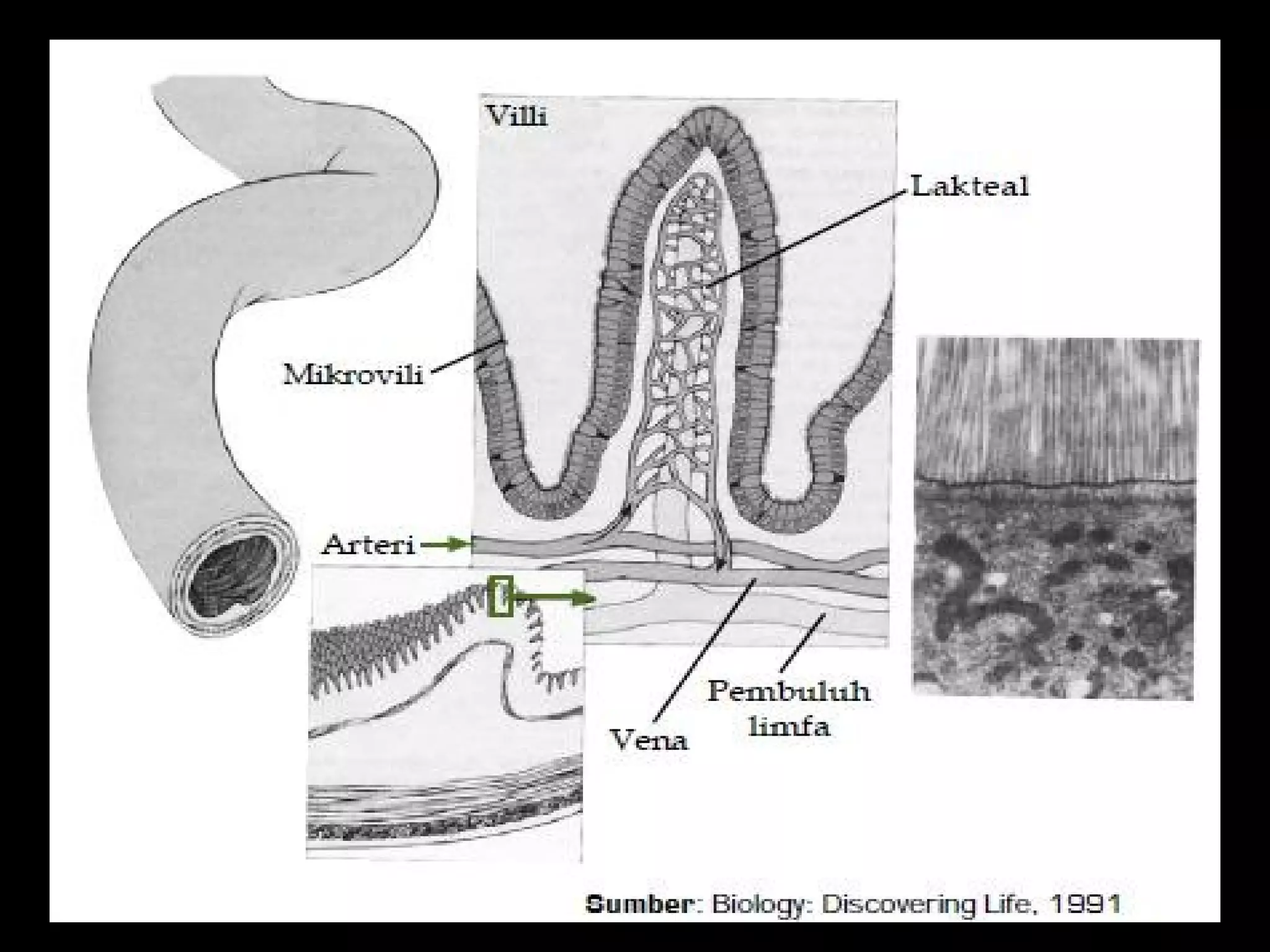 sistem pencernaan bagian usus halus | PPT