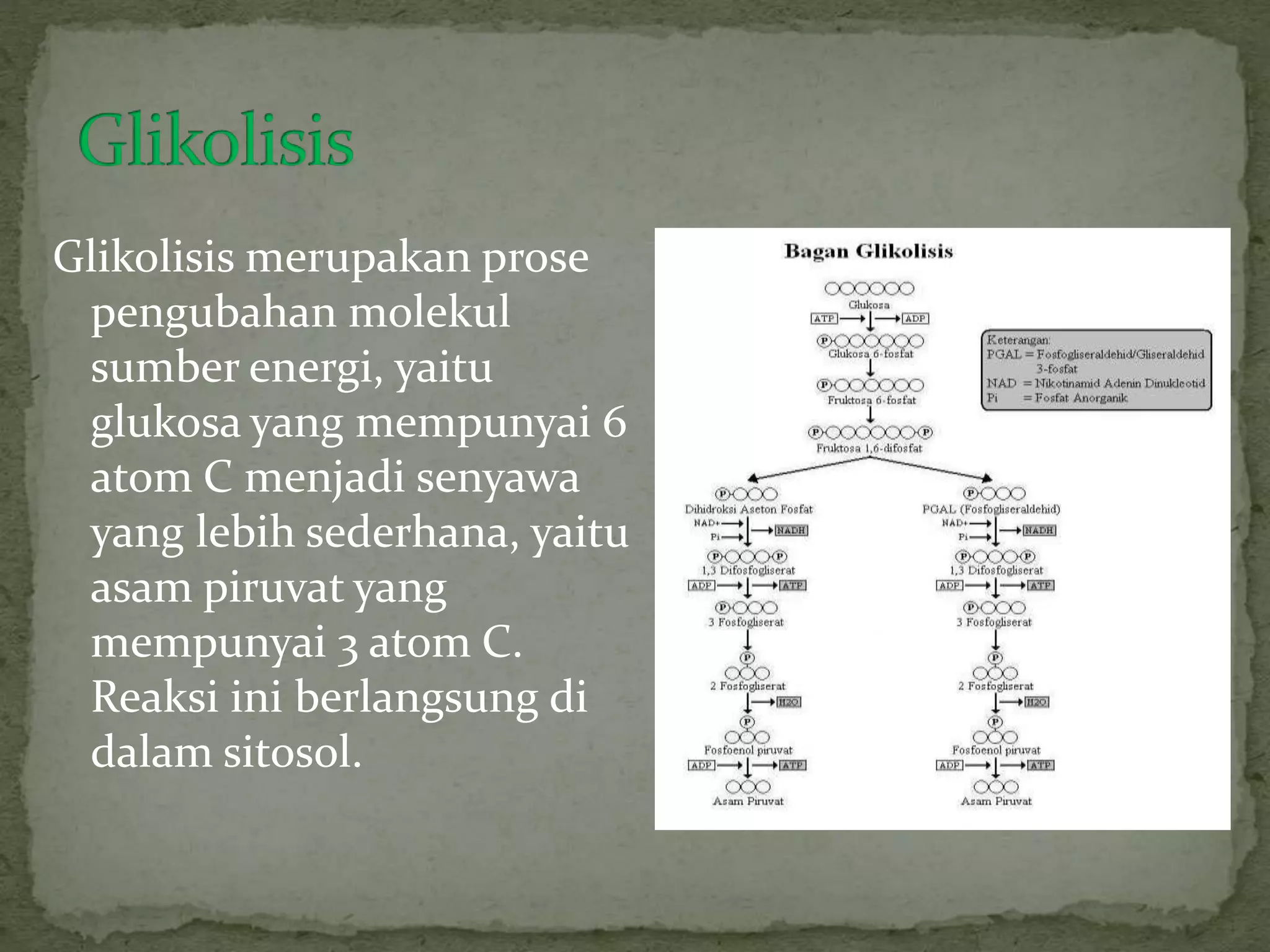 Tugas biologi (metabolisme sel) | PPTX