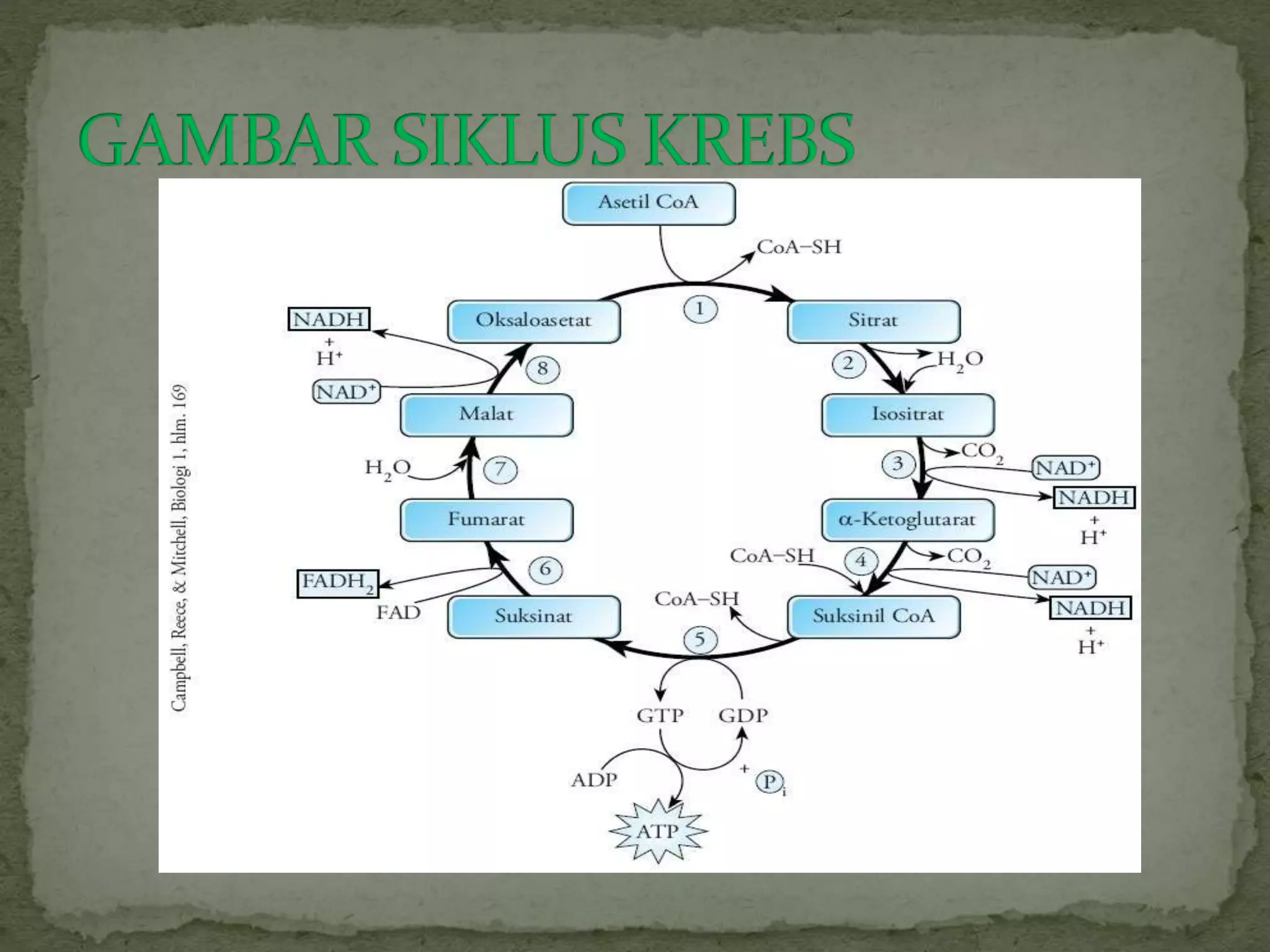 Tugas biologi (metabolisme sel) | PPTX