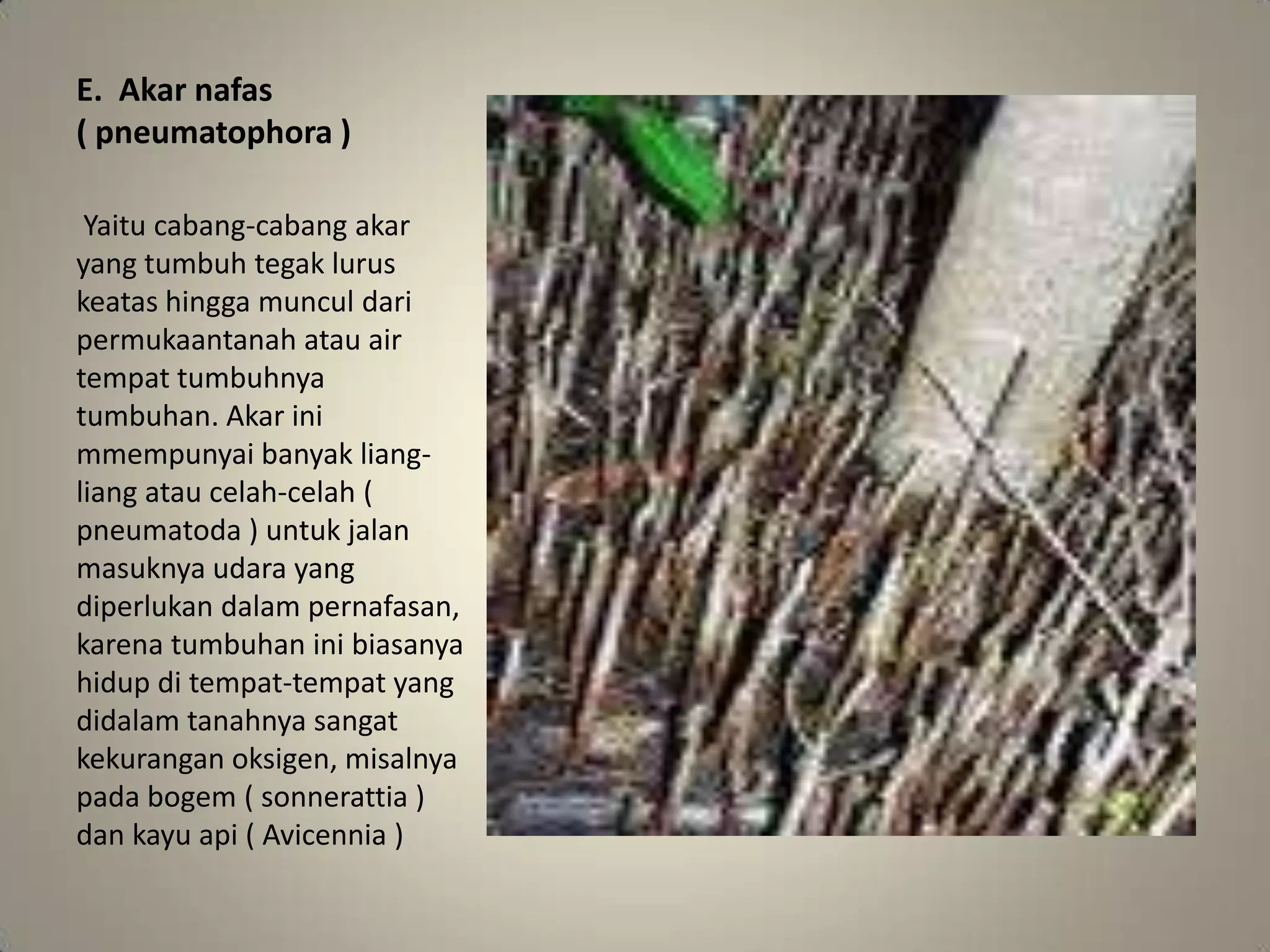 Tugas biologi power point | PPTX