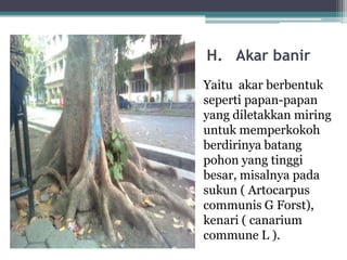 Tugas biologi power point | PPT