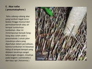 Tugas biologi power point | PPT