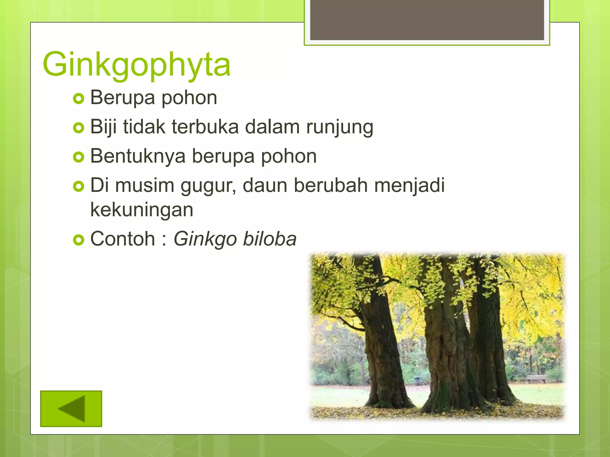 Gymnospermae | PPTX