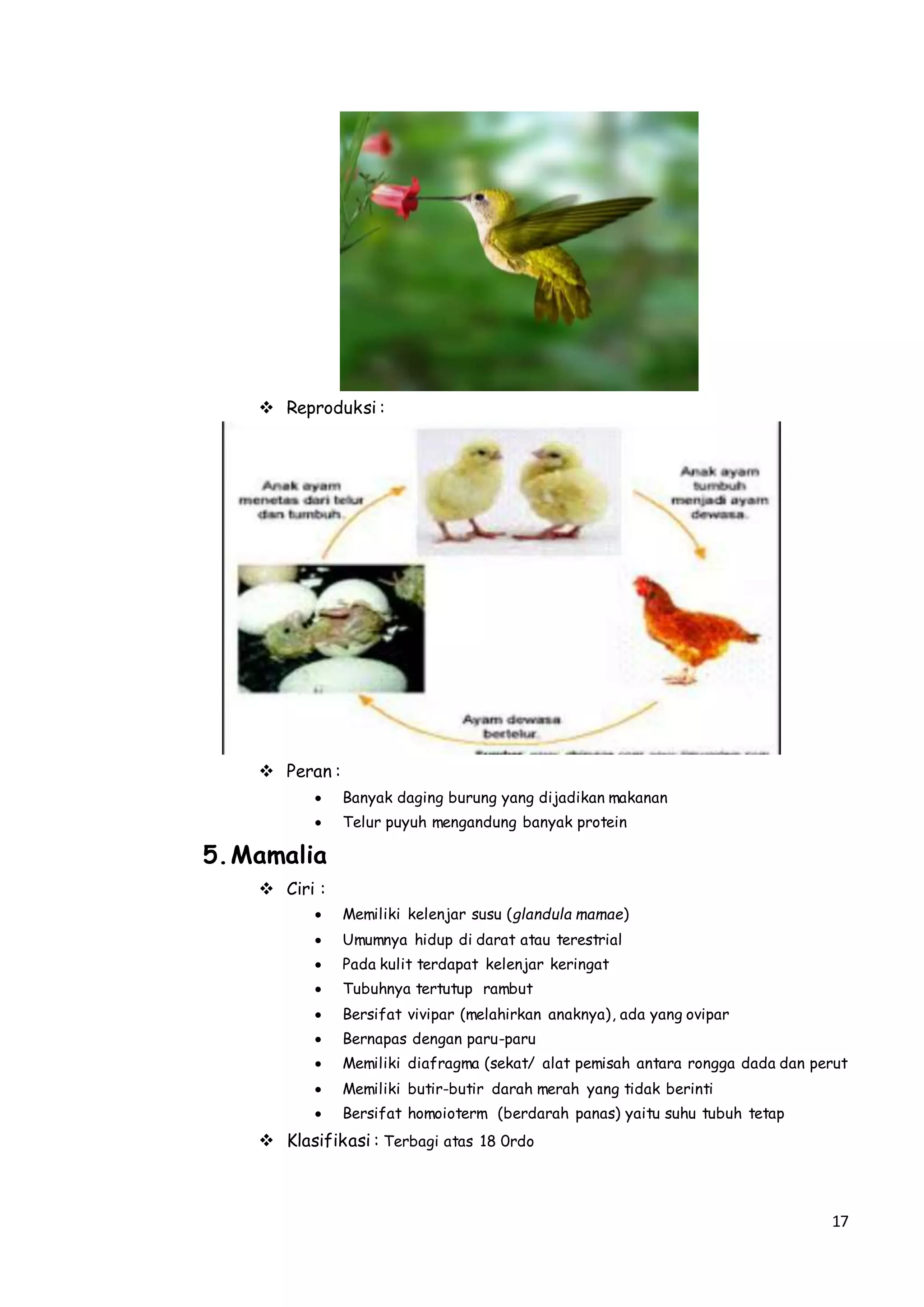 biologi, animalia (kelas X) | DOCX
