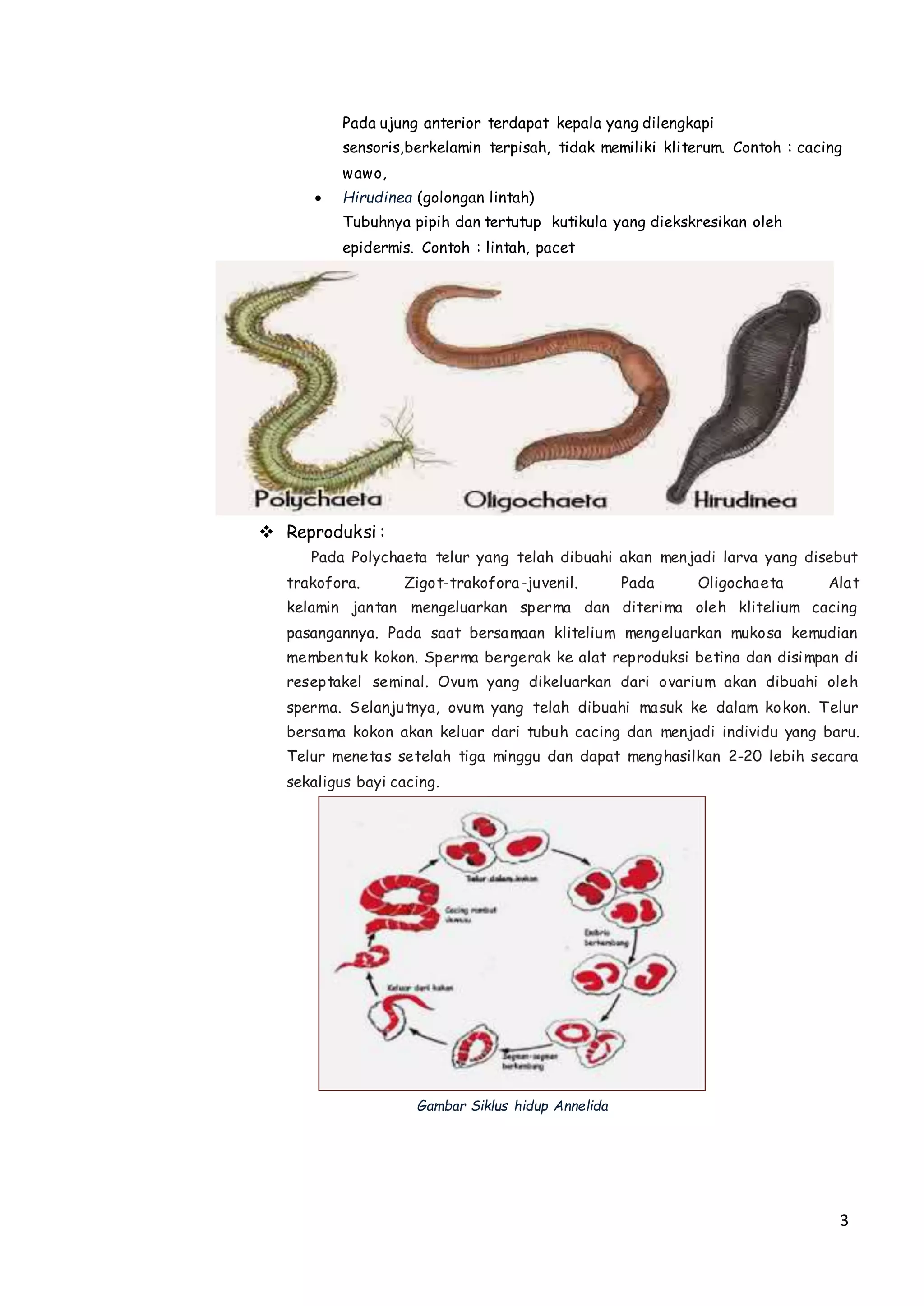 biologi, animalia (kelas X) | DOCX
