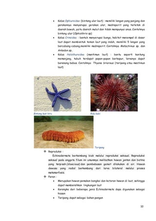 biologi, animalia (kelas X) | DOCX