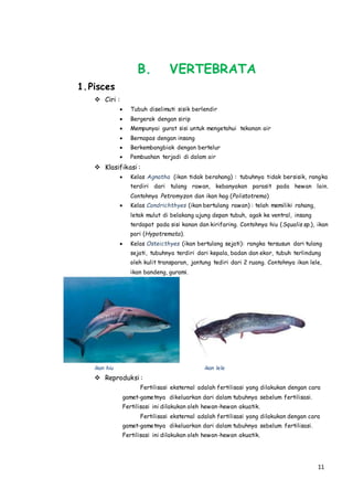 biologi, animalia (kelas X) | DOCX