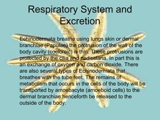 Tugas biology echinodermata | PPT