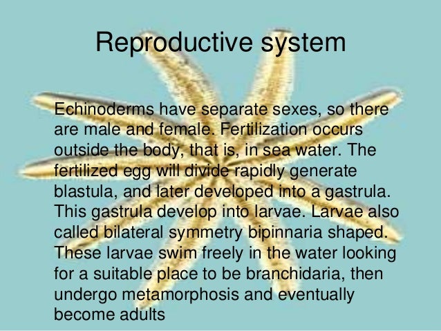 Echinoderms Reproduction