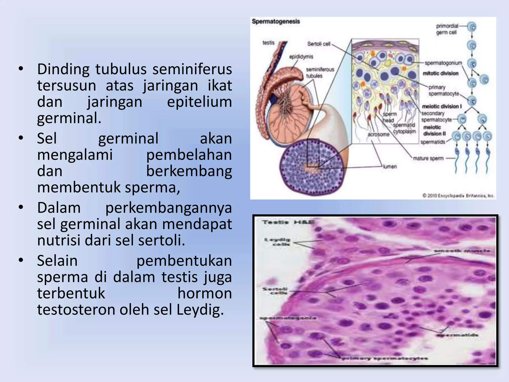 Organisasi Sel, Jaringan, Organ Membentuk Sistem Reproduksi Jantan | PPT