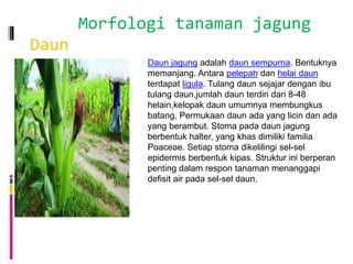 Tugas budidaya tanaman semusim | PPTX