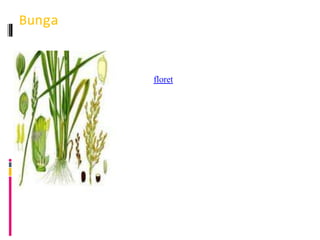 Tugas budidaya tanaman semusim | PPTX