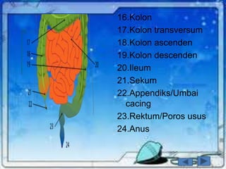 POWER POIN SISTEM PENCERNAAN PADA MANUSIA | PPTX