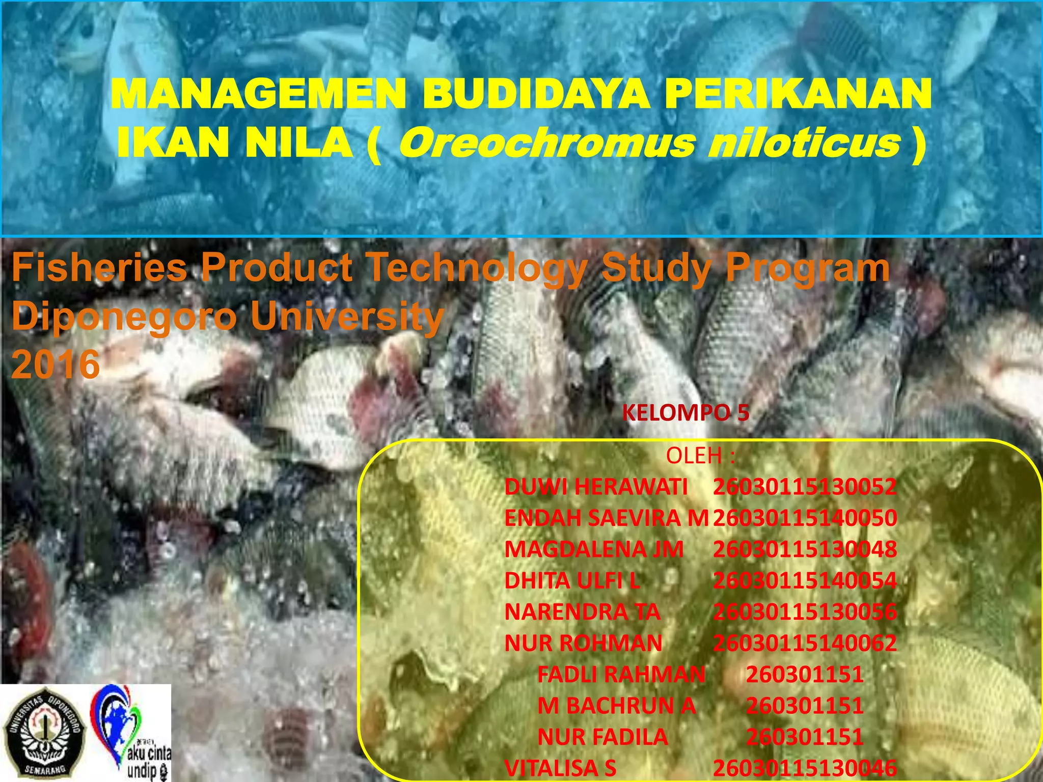 management budidaya ikan nila | PPTX