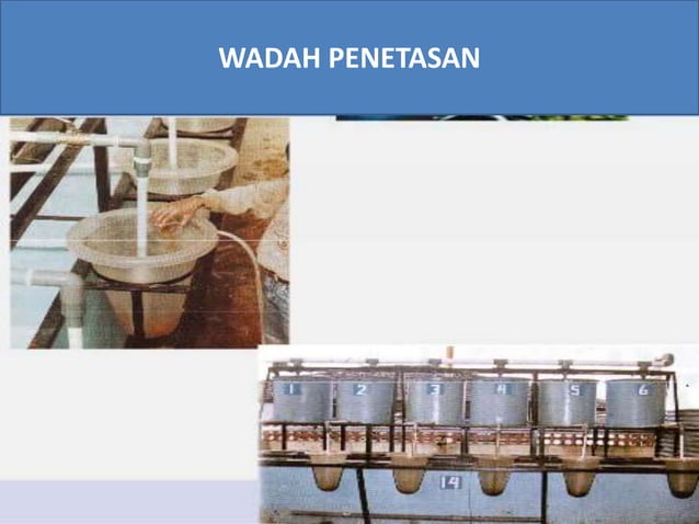 Management Budidaya Ikan Nila Pptx