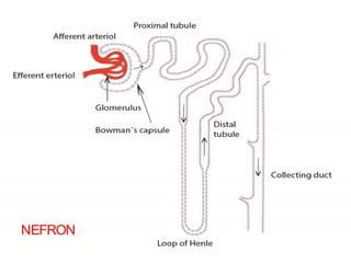 ANATOMI FISIOLOGI SISTEM PERKEMIHAN | PPT