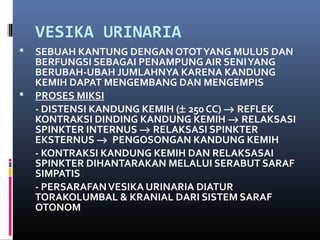 ANATOMI FISIOLOGI SISTEM PERKEMIHAN | PPT