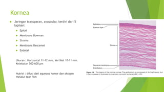 Tugas Divisi IIM_AAO 8 chapter 1_Ardelia.pptx